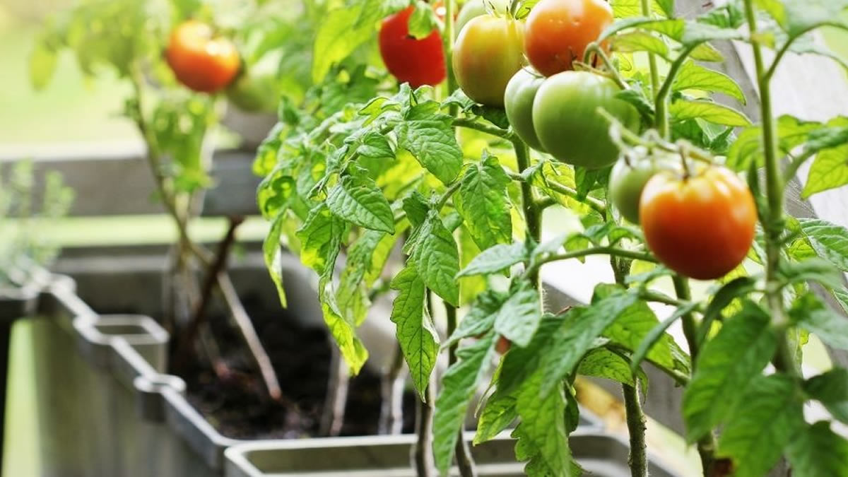 How to Grow a Delicious Edible Garden